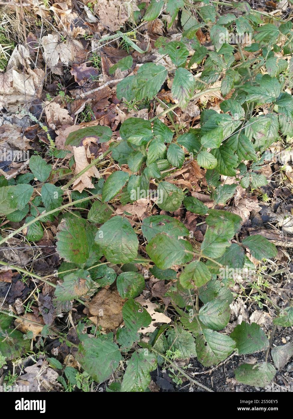 Common Bramble (Rubus apetalus Stock Photo - Alamy