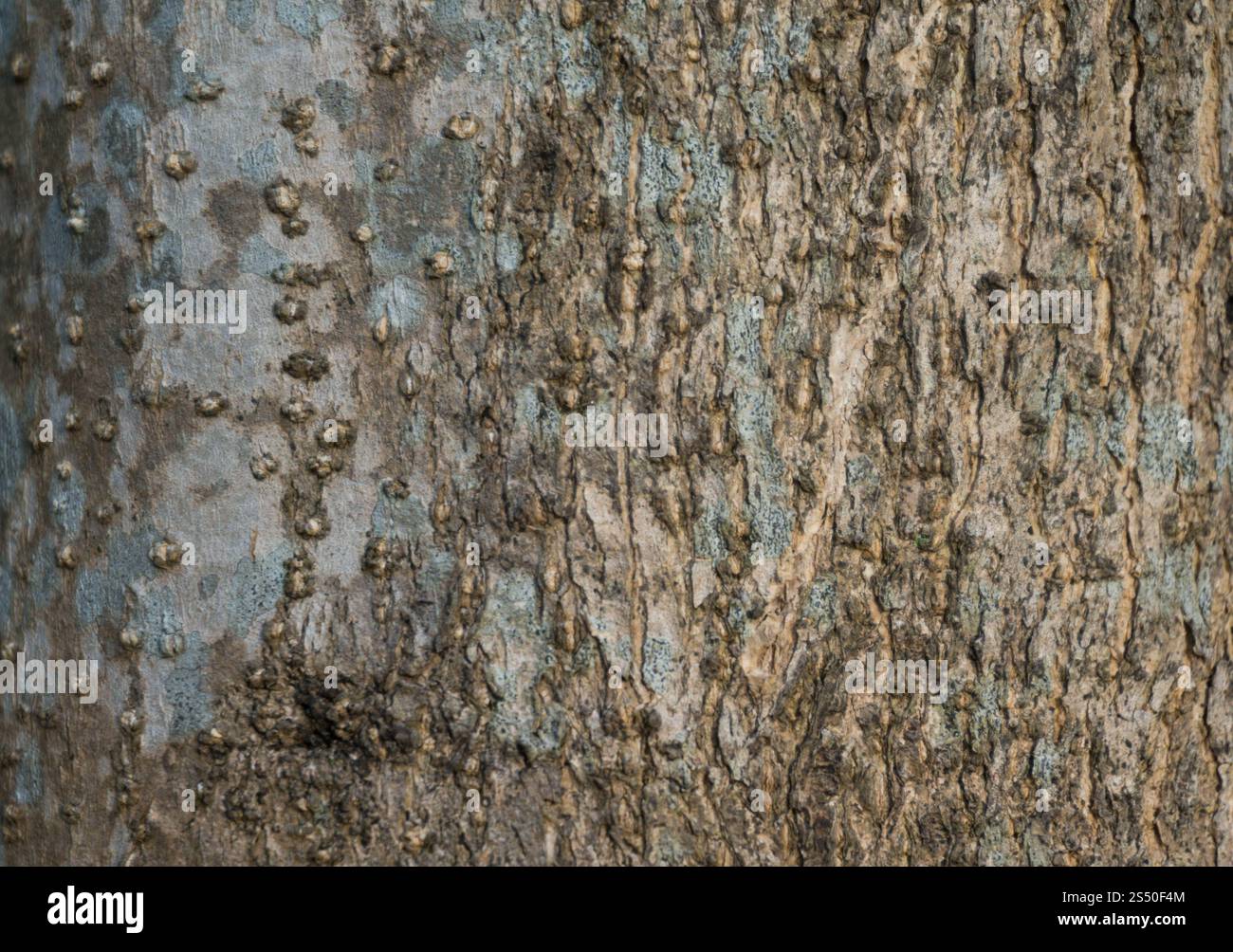 Old natural wooden shabby of tree bark texture use as natural ...