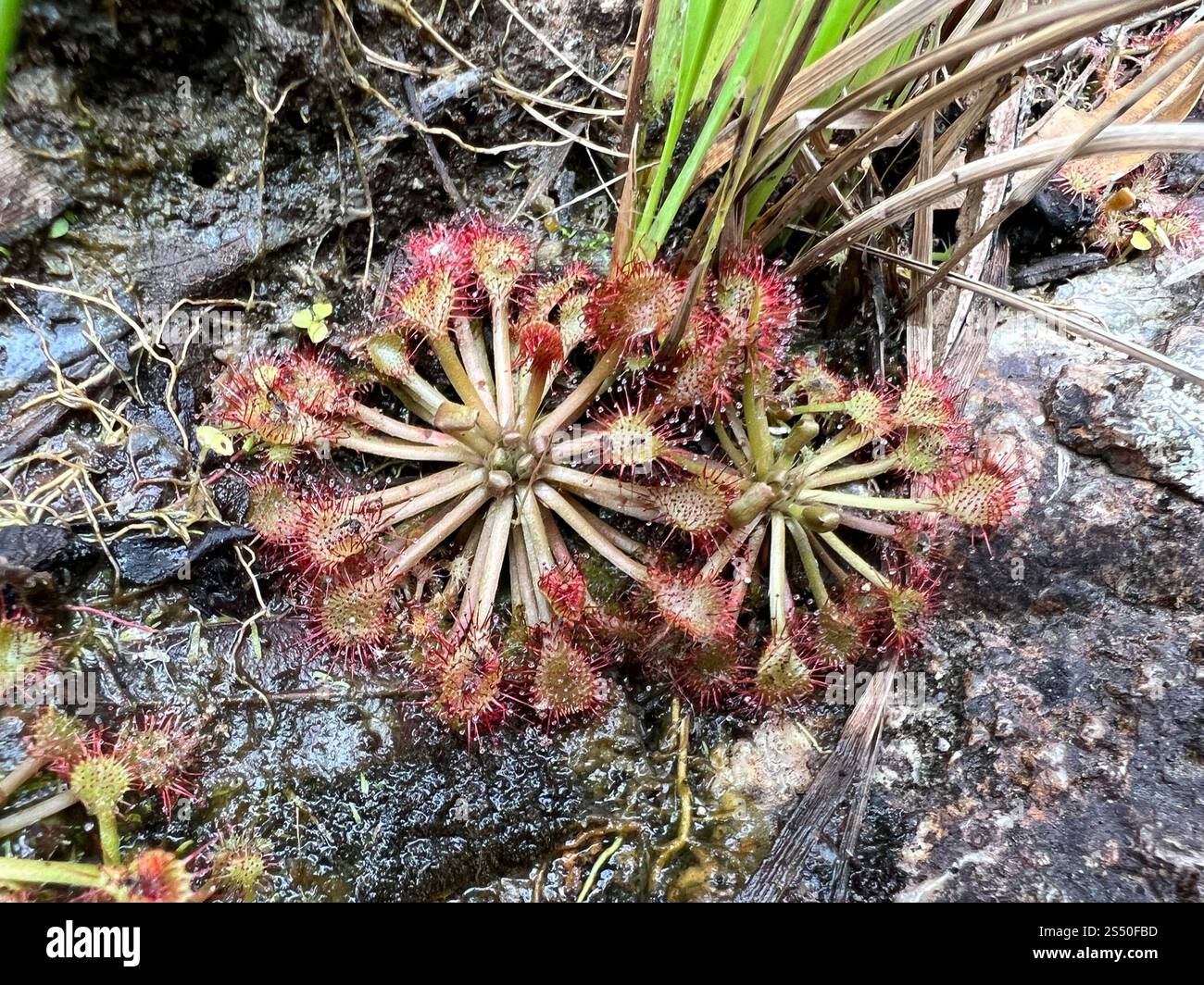 Pink Sundew (Drosera capillaris Stock Photo - Alamy