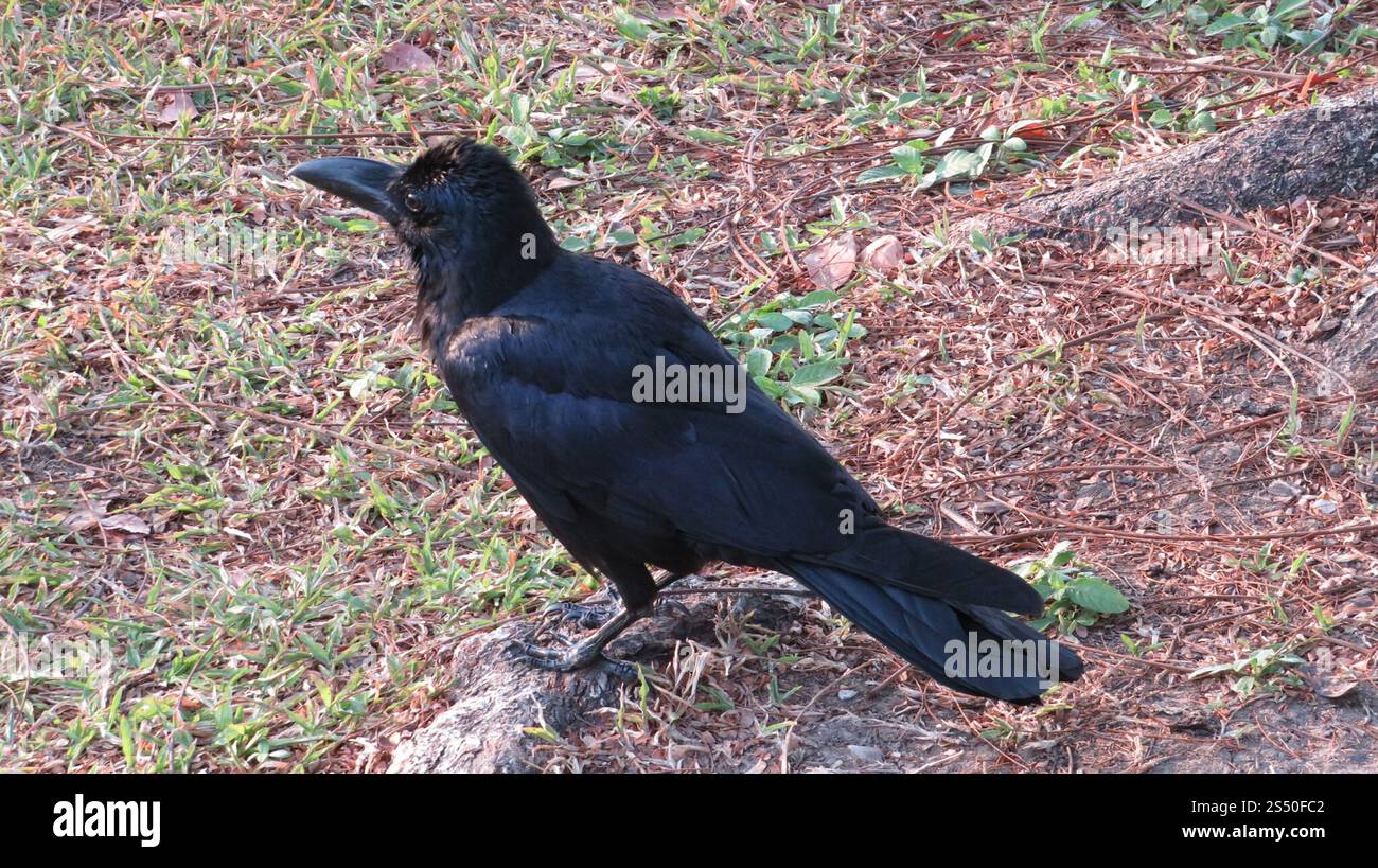 Eastern Jungle Crow (Corvus macrorhynchos levaillantii Stock Photo - Alamy