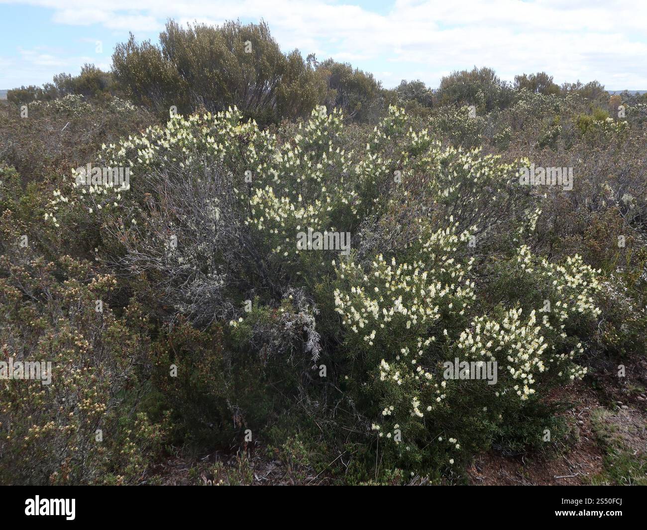 narrow-leaf orites (Orites revolutus Stock Photo - Alamy