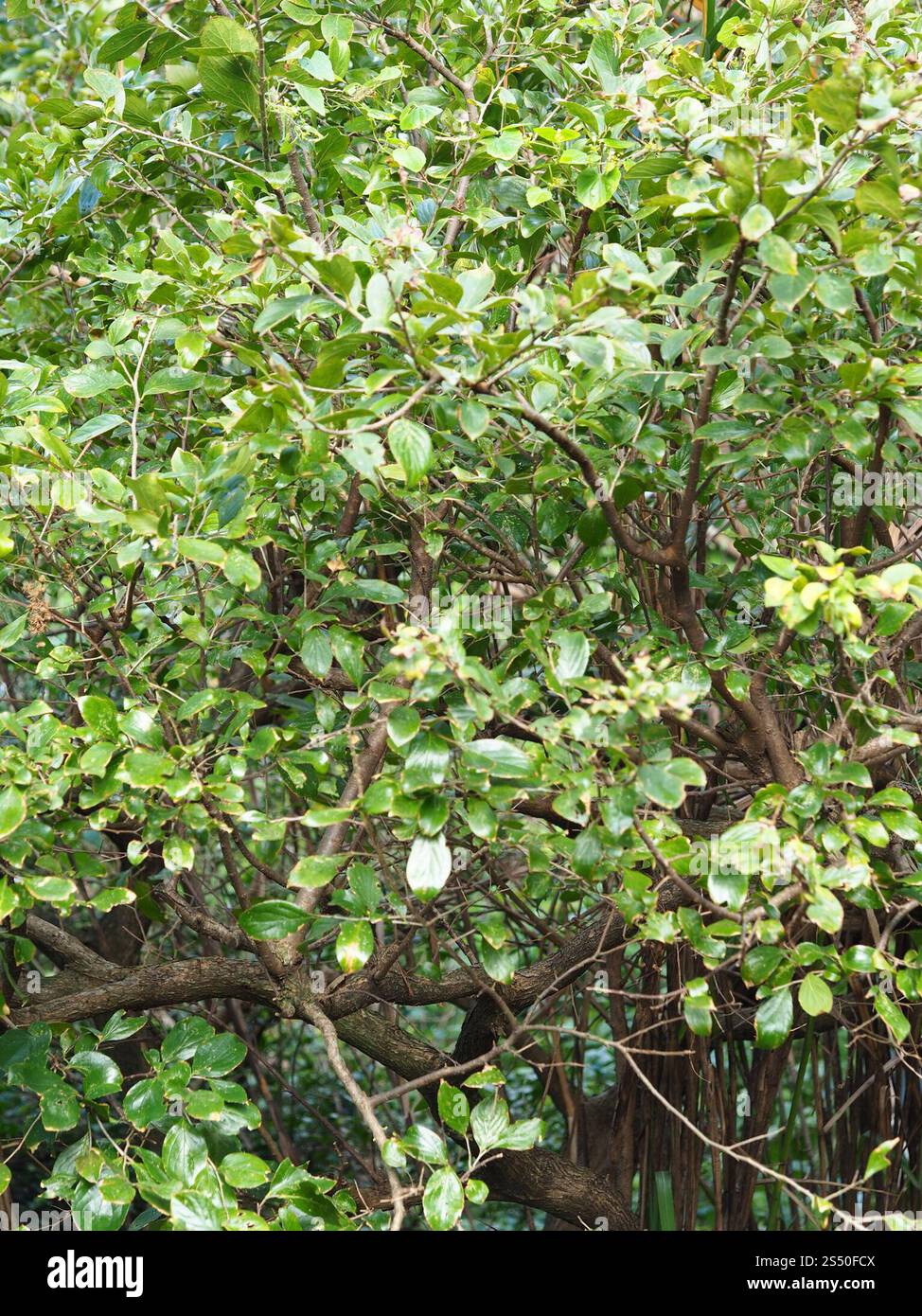 sapphire-berry (Symplocos paniculata Stock Photo - Alamy
