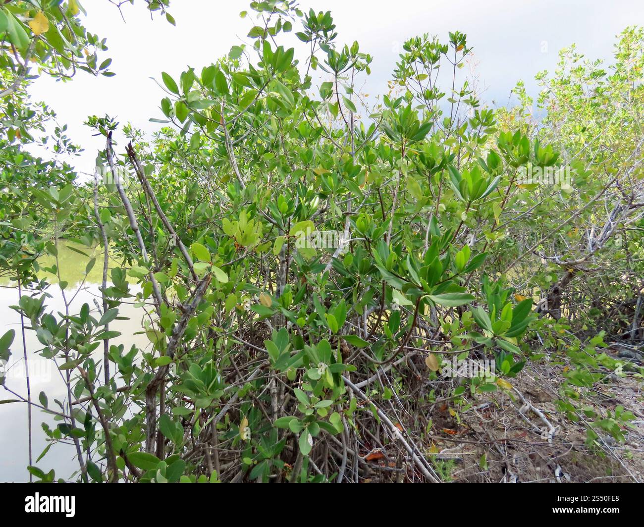 red mangrove (Rhizophora mangle Stock Photo - Alamy