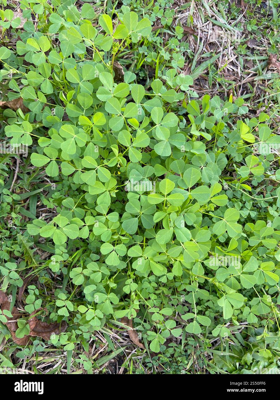 bur clover (Medicago polymorpha Stock Photo - Alamy
