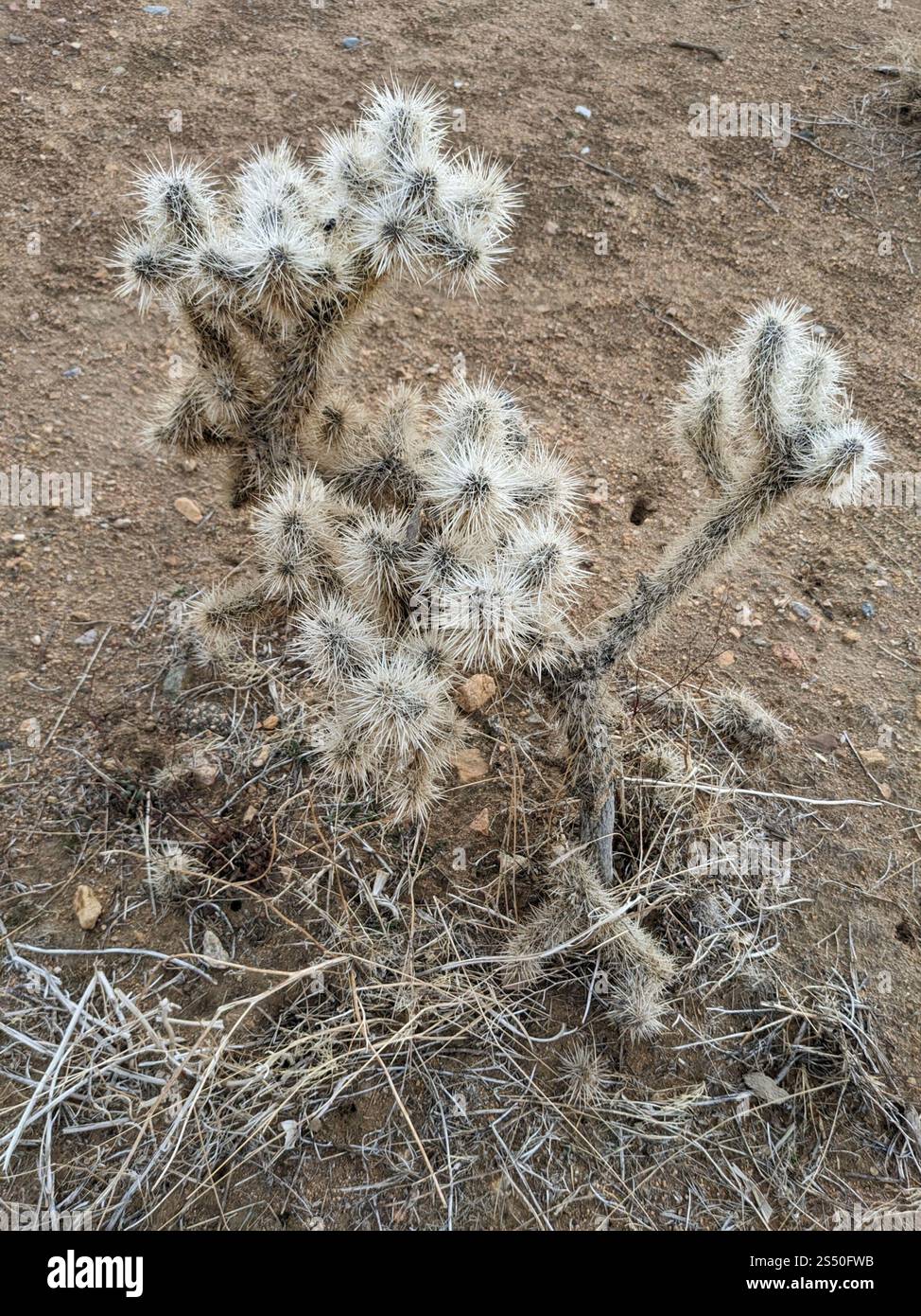 Silver Cholla (Cylindropuntia echinocarpa Stock Photo - Alamy