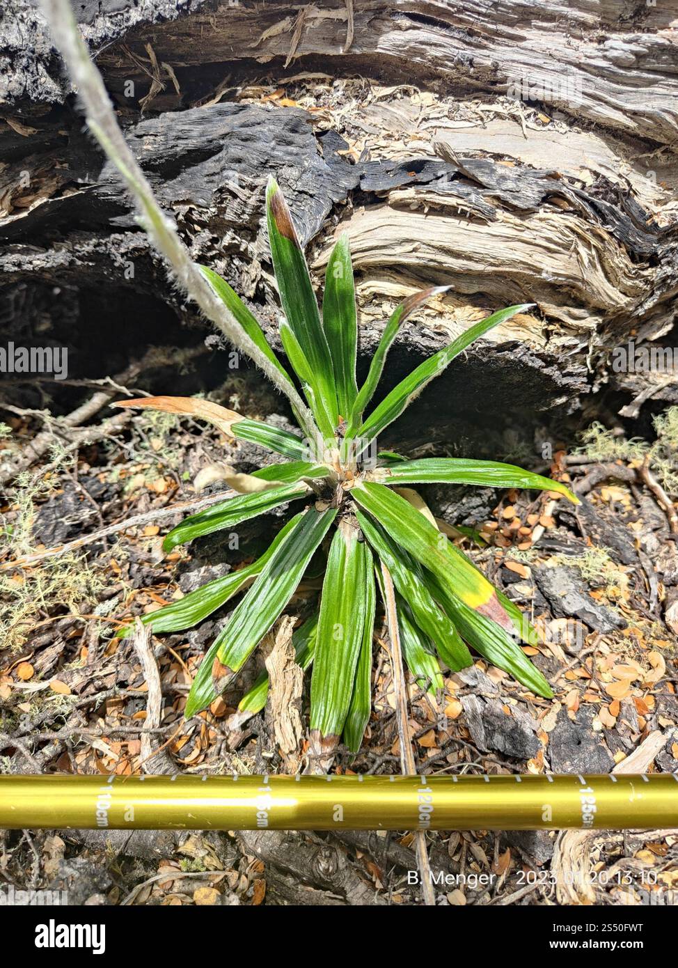 Common Mountain Daisy (Celmisia spectabilis spectabilis Stock Photo - Alamy