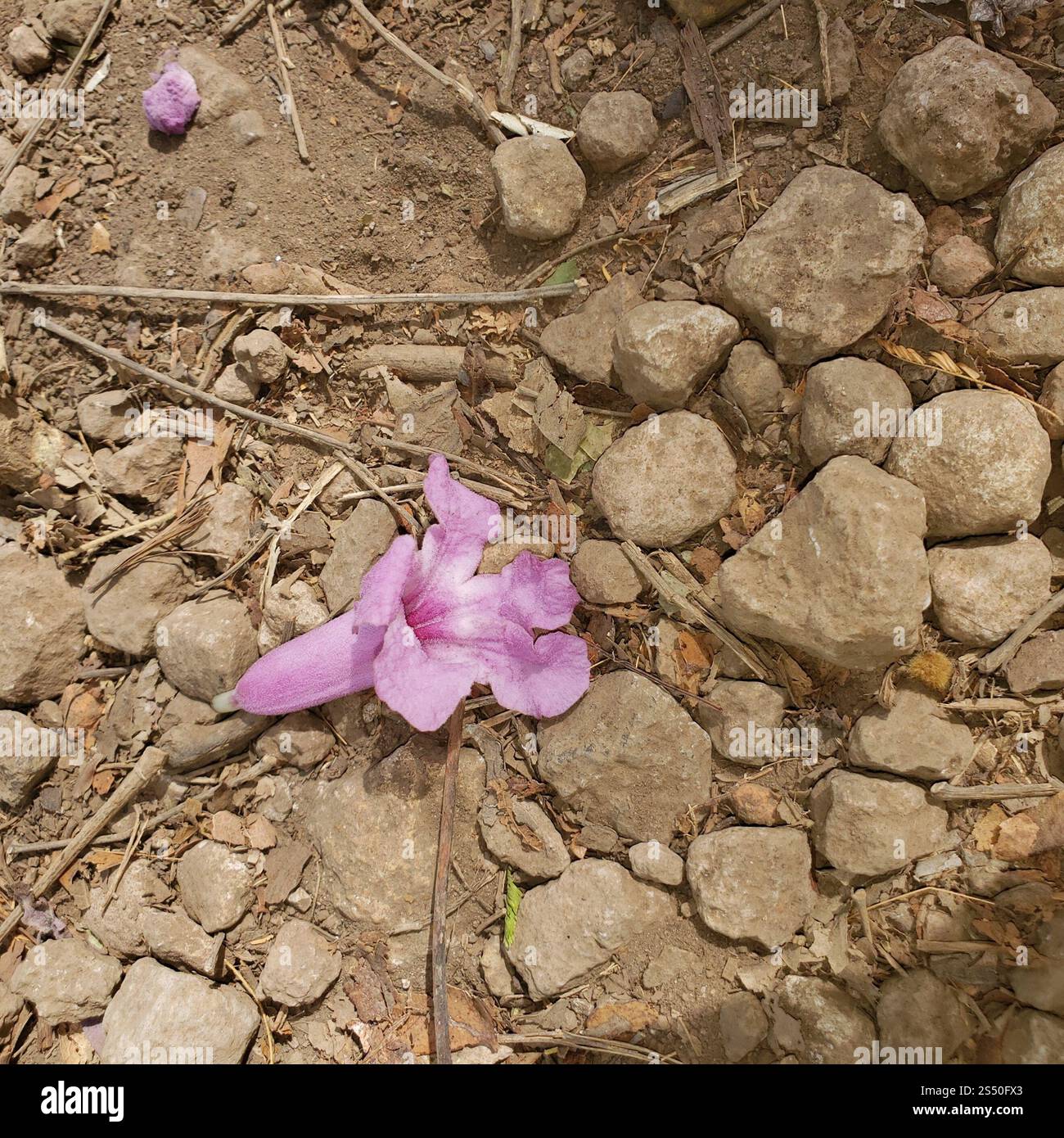 Pink poui (Tabebuia rosea Stock Photo - Alamy