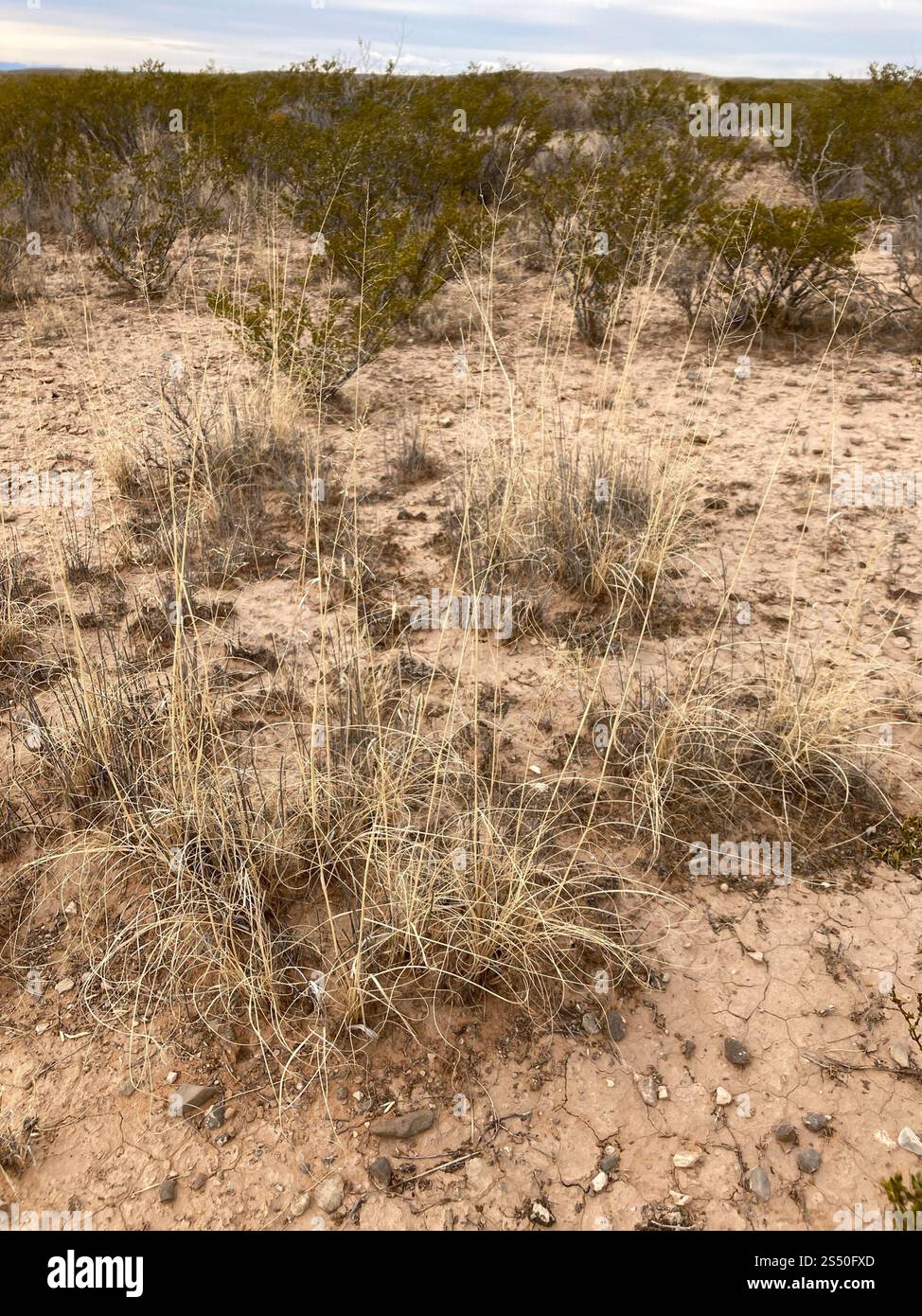 Alkali Sacaton (Sporobolus airoides Stock Photo - Alamy