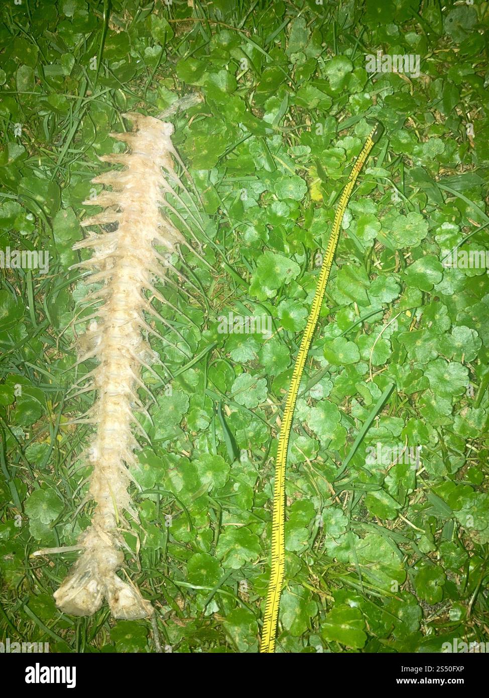 Ray-finned Fishes (Actinopterygii Stock Photo - Alamy