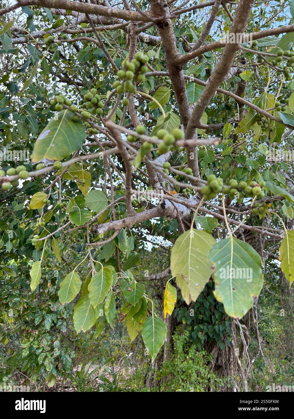 Mock Bodh Tree (Ficus rumphii Stock Photo - Alamy