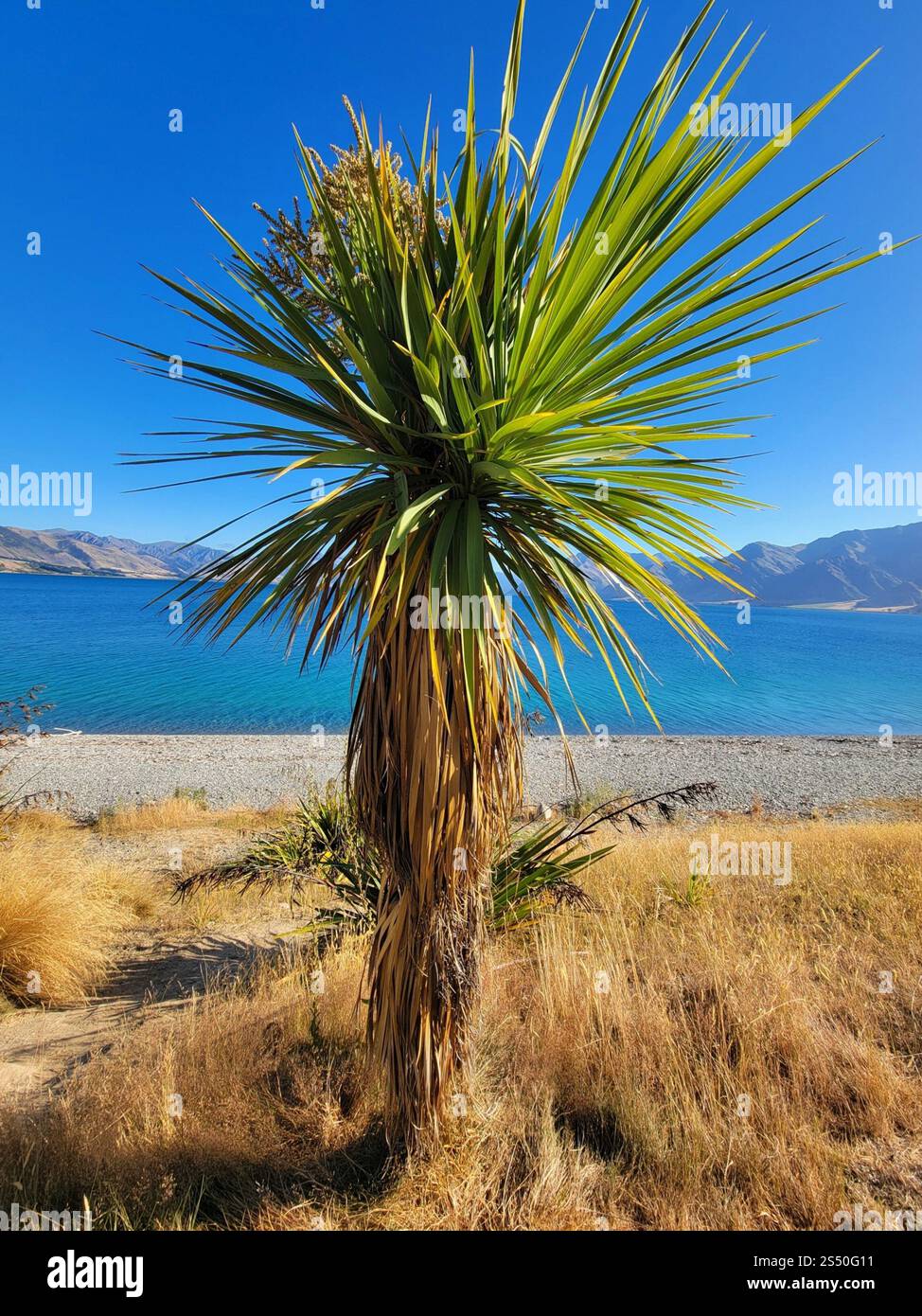 New Zealand cabbage tree (Cordyline australis Stock Photo - Alamy