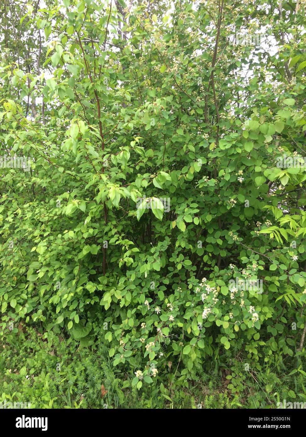 roundleaf shadbush (Amelanchier sanguinea Stock Photo - Alamy