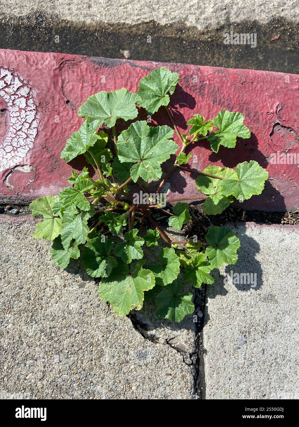 cheeseweed mallow (Malva parviflora Stock Photo - Alamy