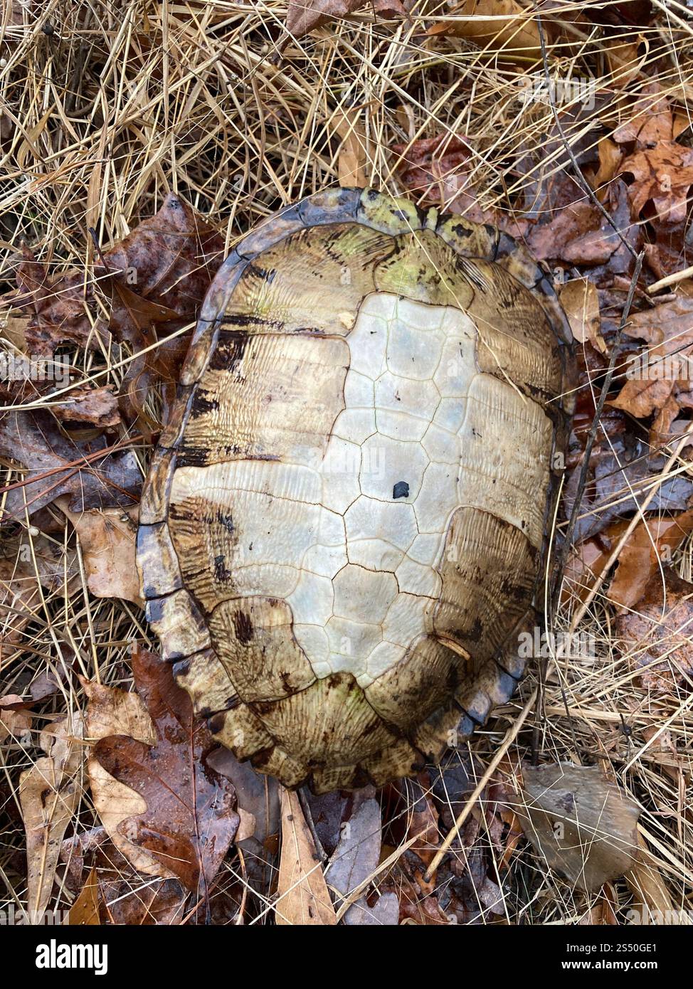 Pond Slider (Trachemys scripta Stock Photo - Alamy