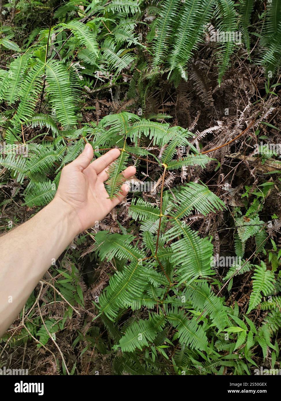 false staghorn fern (Dicranopteris linearis Stock Photo - Alamy
