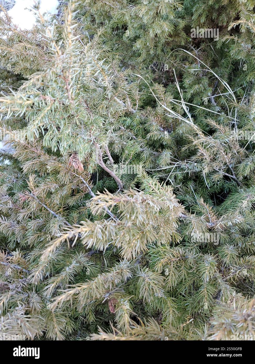 common juniper (Juniperus communis Stock Photo - Alamy