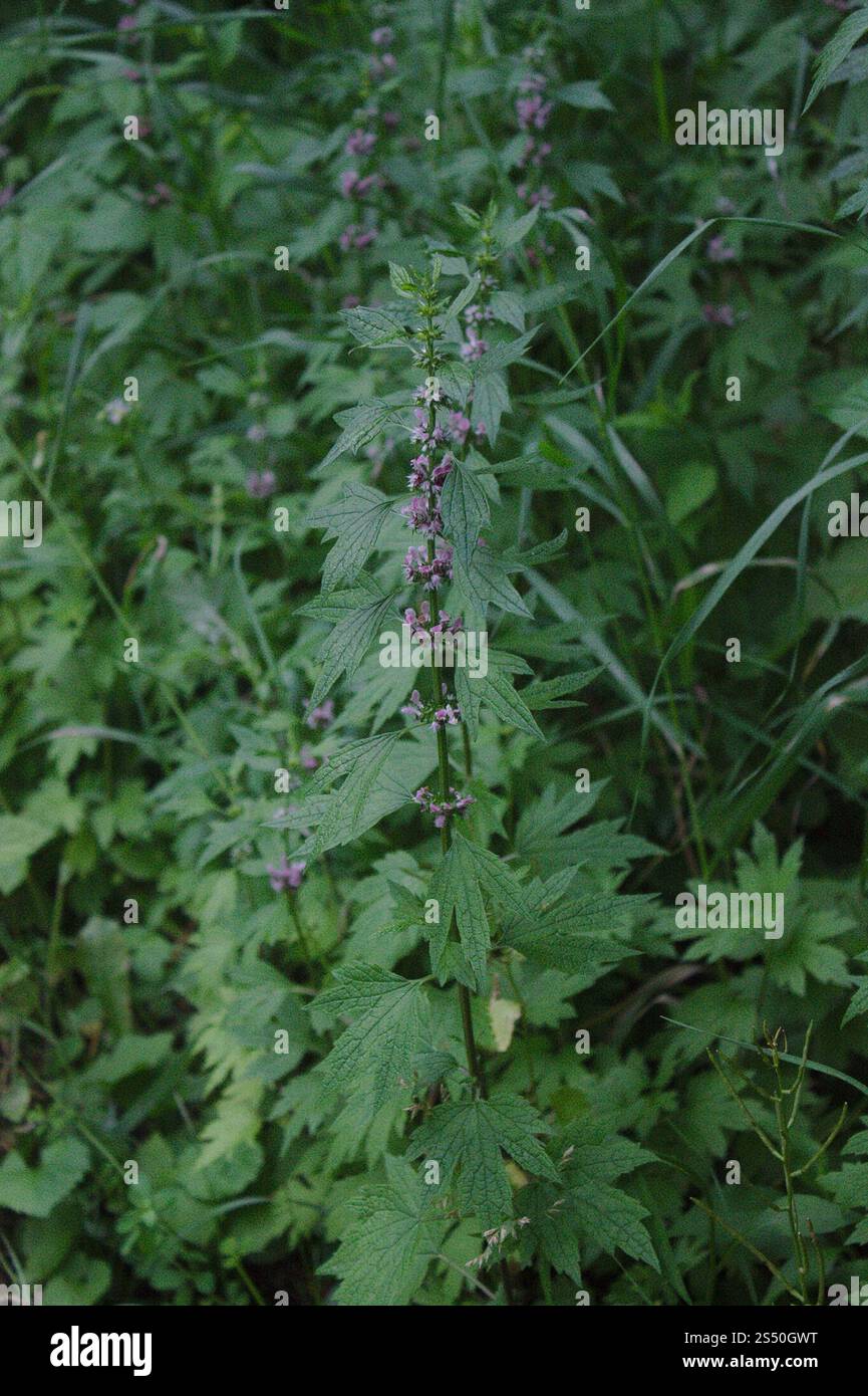 common motherwort (Leonurus cardiaca Stock Photo - Alamy