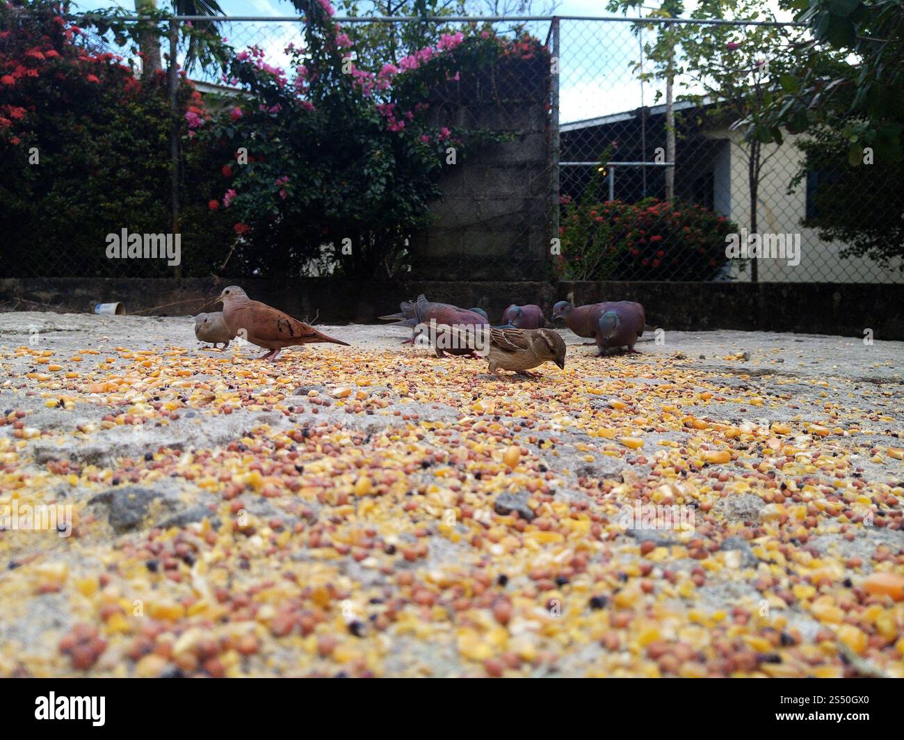 Pale-vented Pigeon (Patagioenas cayennensis Stock Photo - Alamy