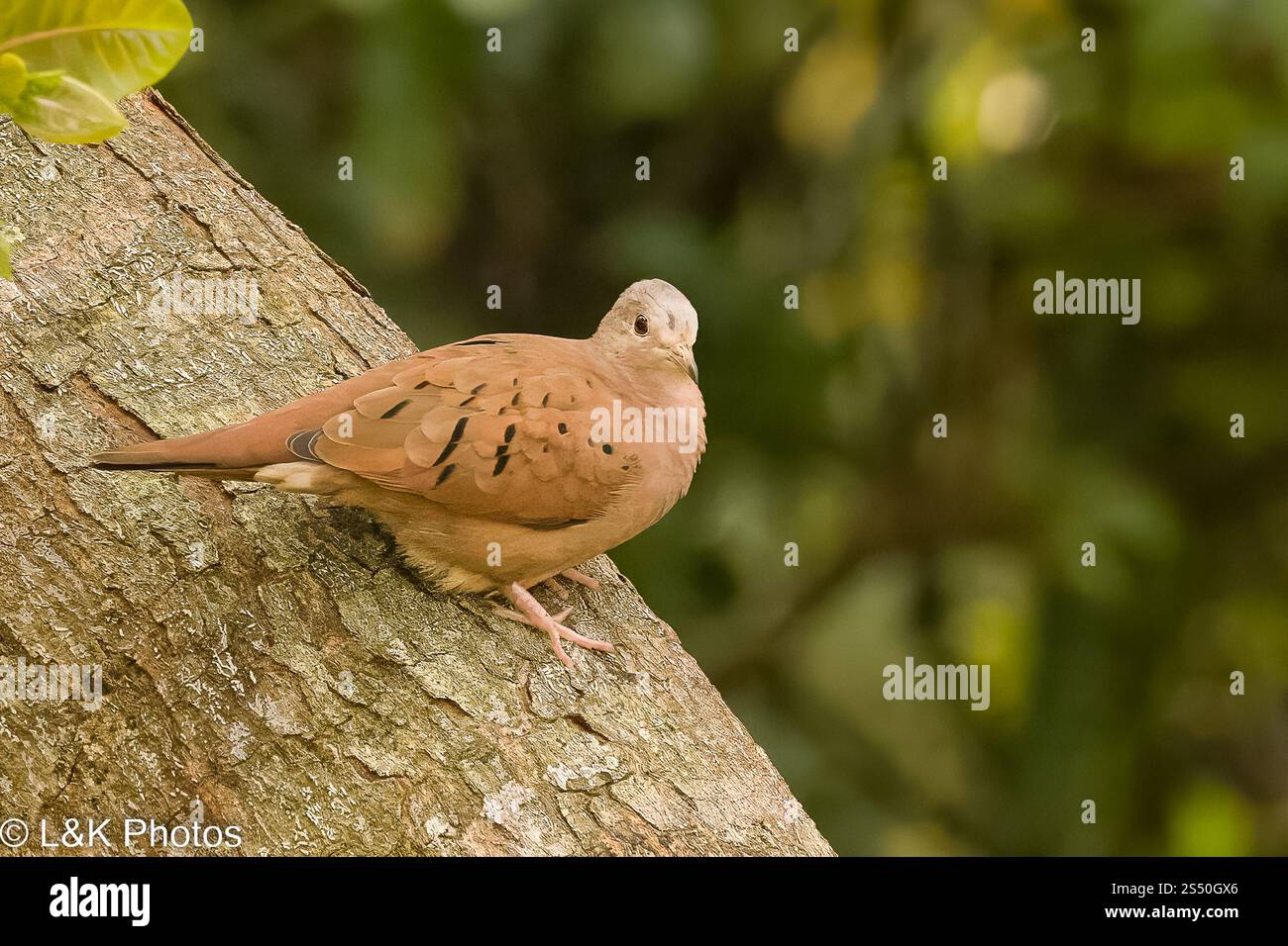 Ruddy Ground Dove (Columbina talpacoti Stock Photo - Alamy