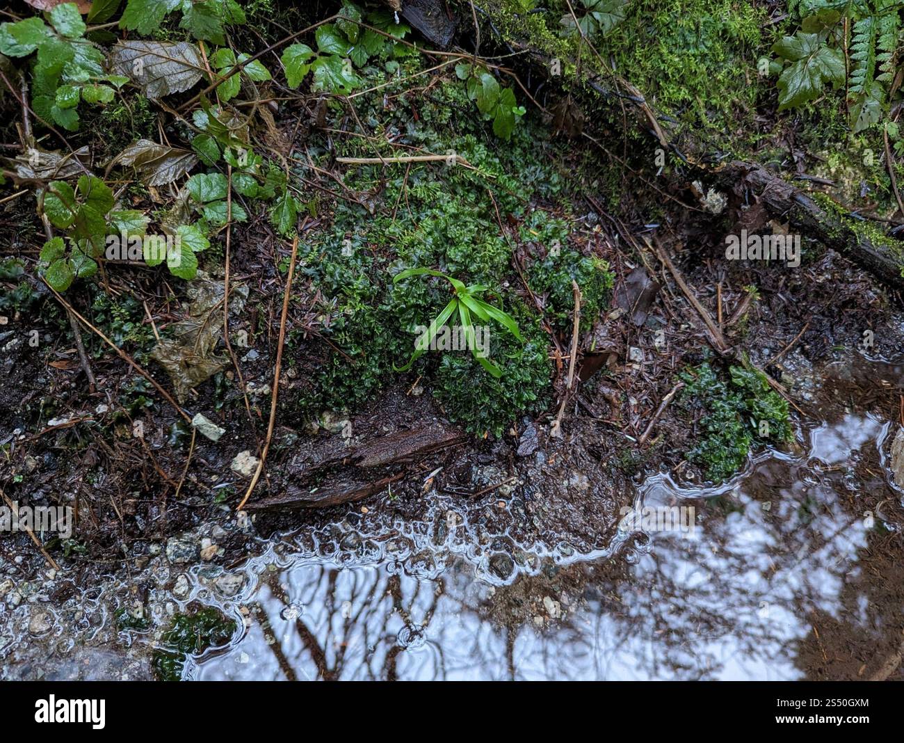 Small-flower Woodrush (Luzula parviflora Stock Photo - Alamy
