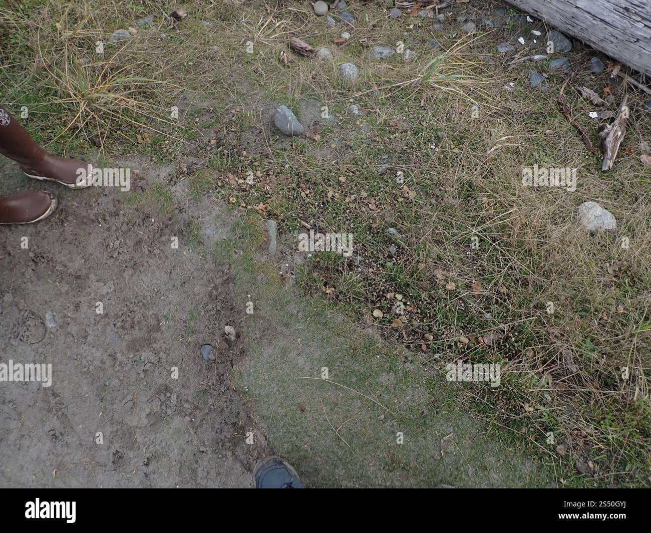 Yellow Sand Verbena (Abronia latifolia Stock Photo - Alamy