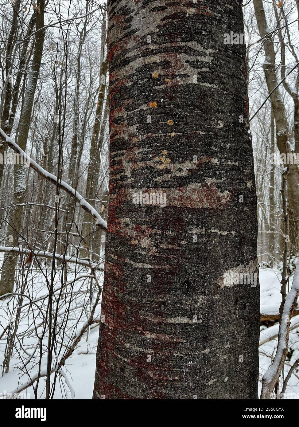 Beech Bark Canker Fungus (Neonectria faginata Stock Photo - Alamy