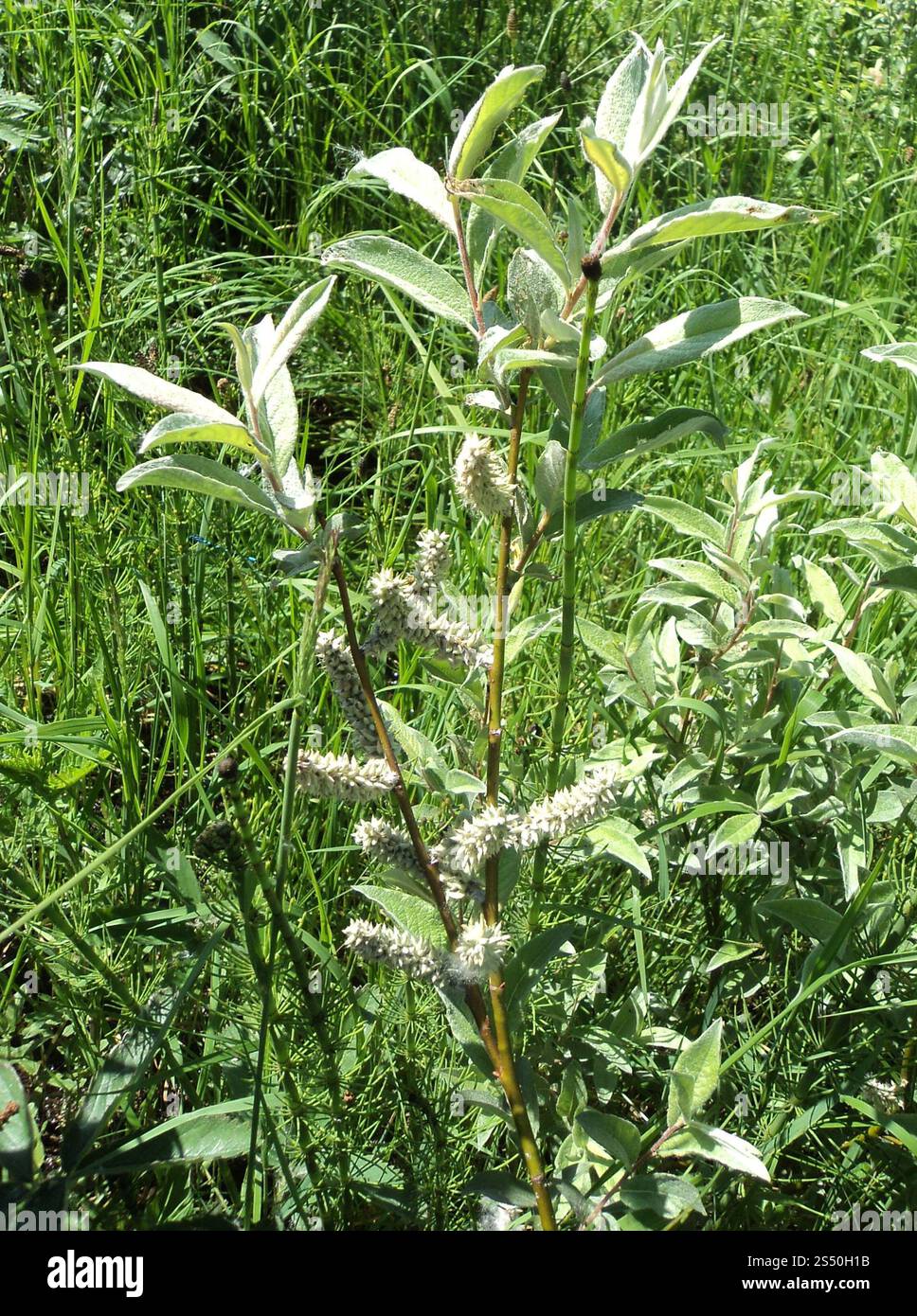 Downy Willow (Salix lapponum Stock Photo - Alamy