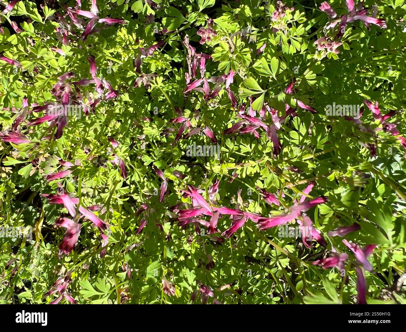 common ramping-fumitory (Fumaria muralis Stock Photo - Alamy