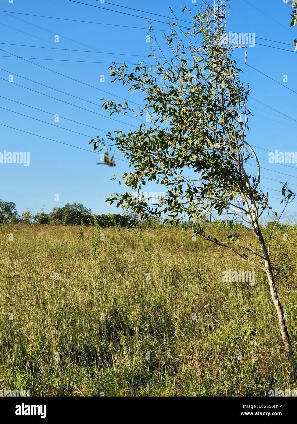 Graphic Flutterer (Rhyothemis graphiptera Stock Photo - Alamy
