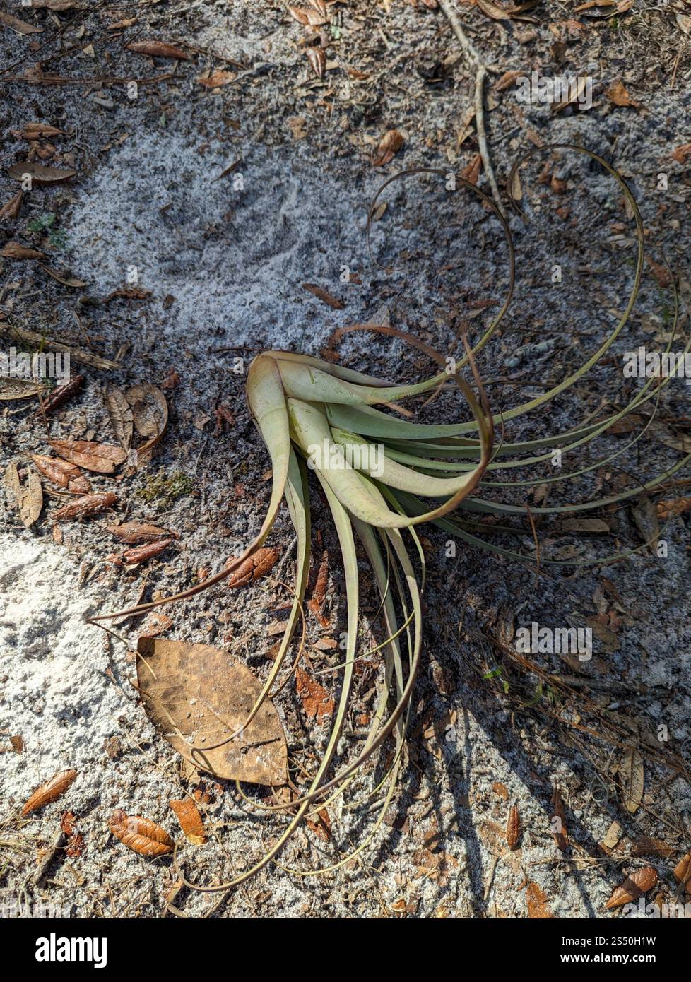 Mexican Bromeliad Weevil (Metamasius callizona Stock Photo - Alamy