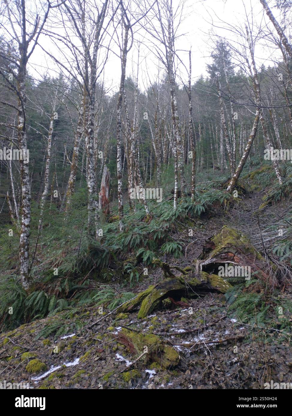 Red Alder (Alnus rubra Stock Photo - Alamy