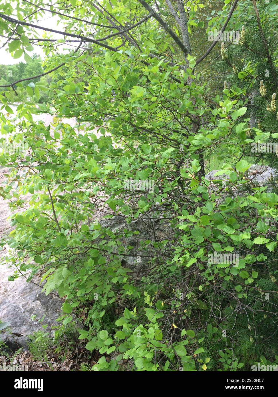 Glabrous-fruit Fireberry Hawthorn (Crataegus chrysocarpa phoeniceoides ...
