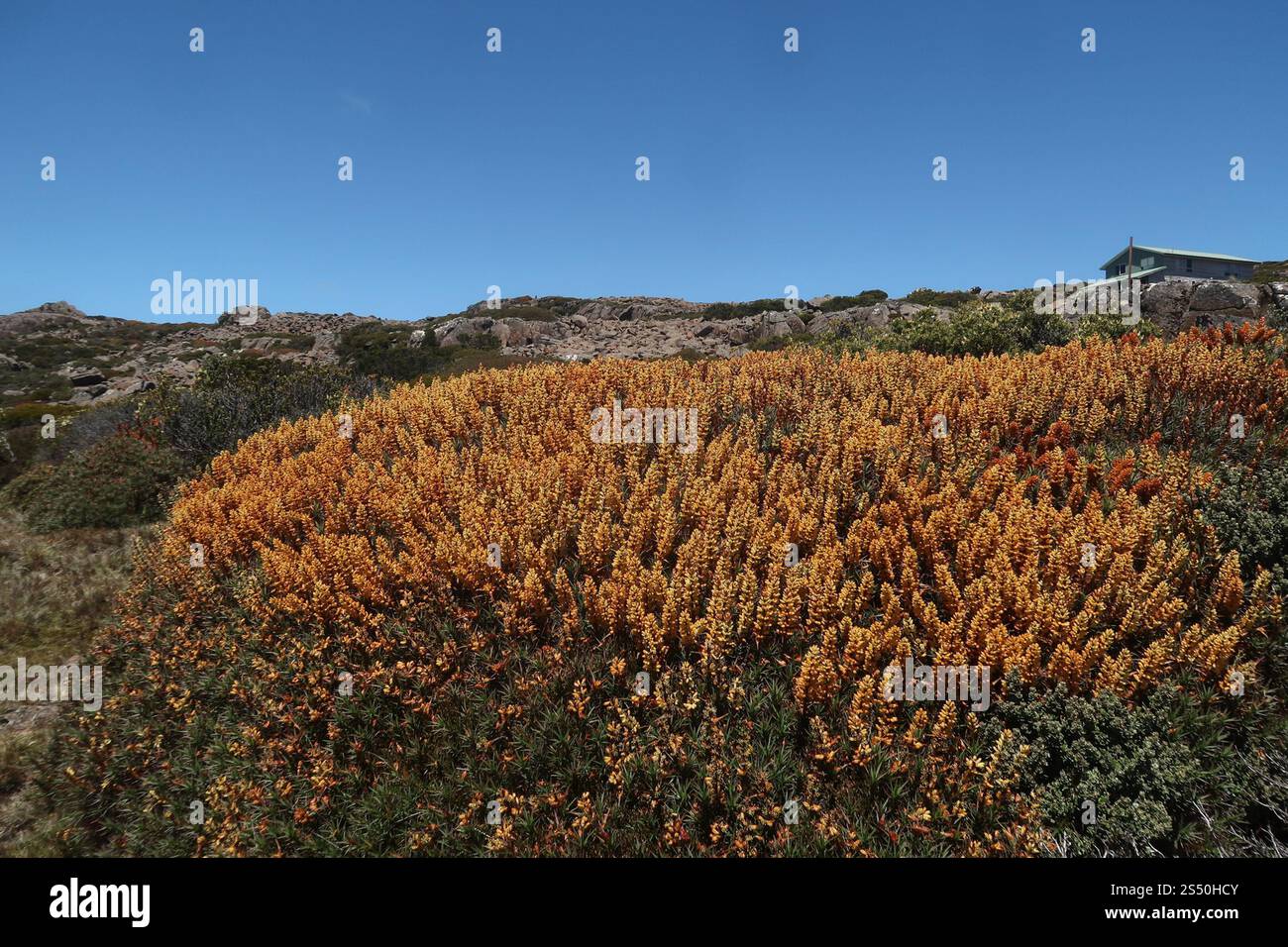 scoparia (Richea scoparia Stock Photo - Alamy