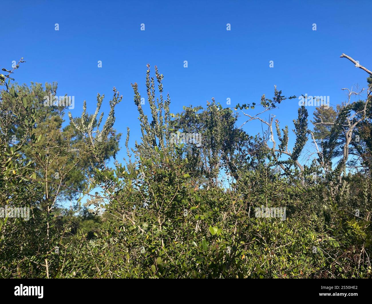 coastal plain staggerbush (Lyonia fruticosa Stock Photo - Alamy