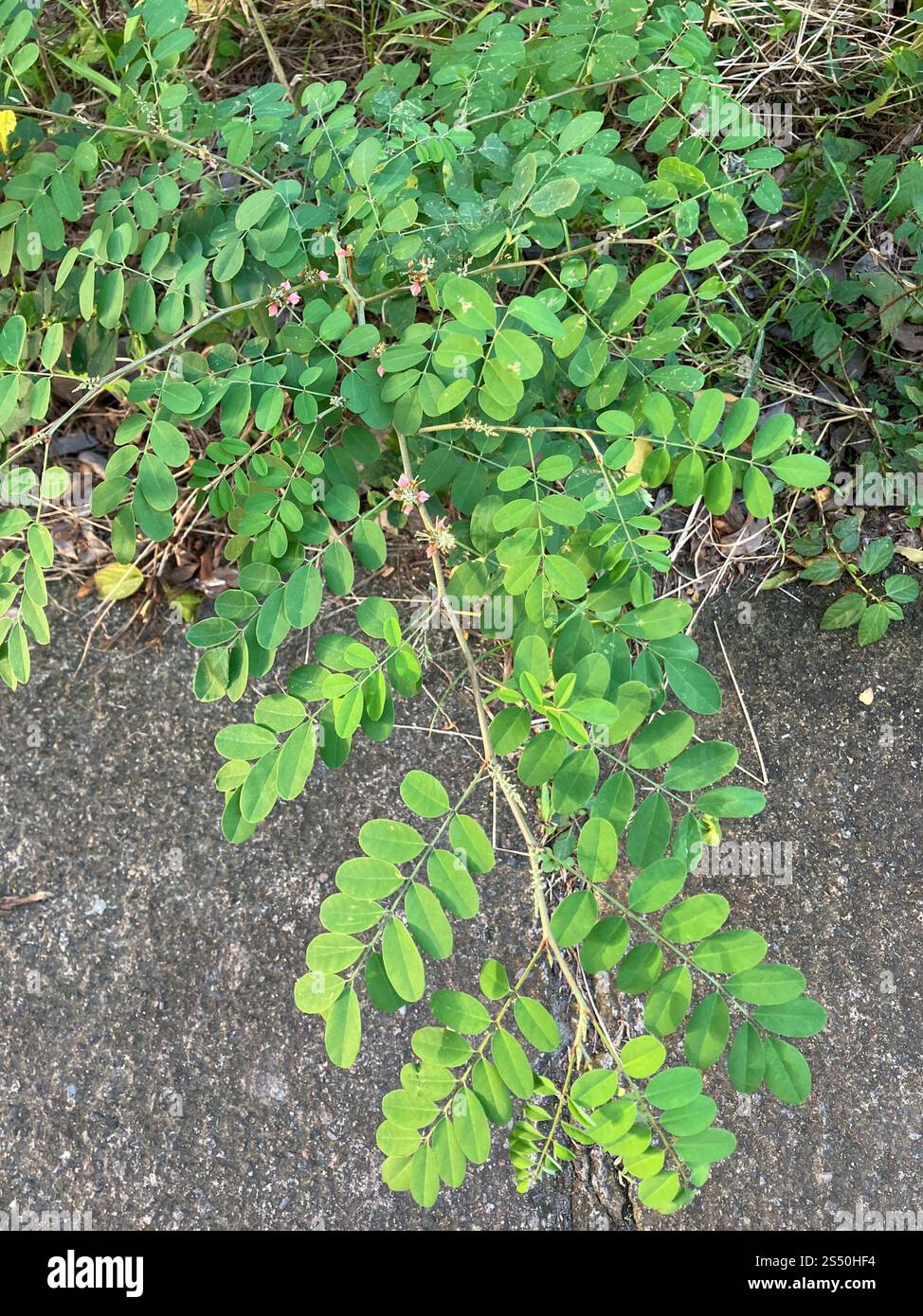 True Indigo (Indigofera tinctoria Stock Photo - Alamy