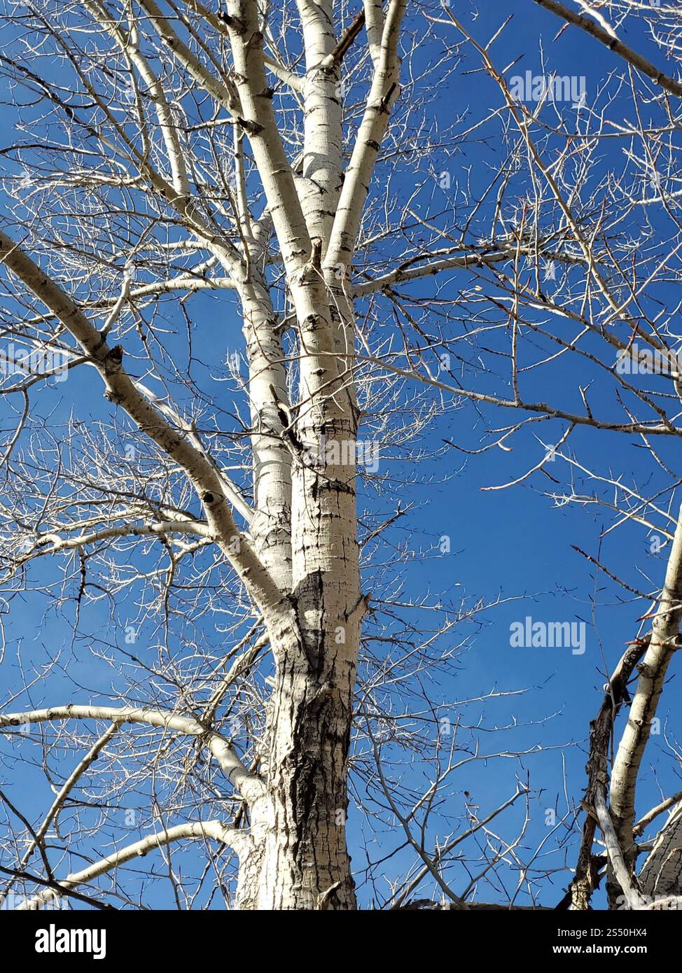 quaking aspen (Populus tremuloides Stock Photo - Alamy