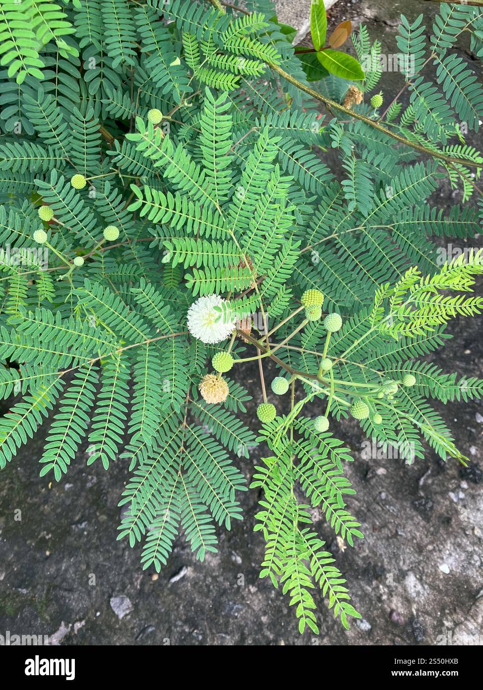 White leadtree (Leucaena leucocephala Stock Photo - Alamy