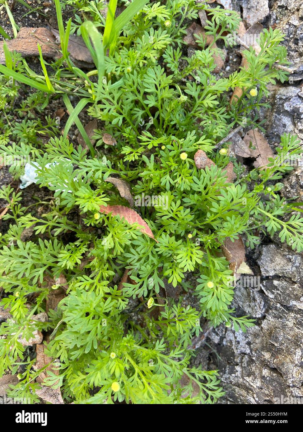 Common Cotula (Cotula australis Stock Photo - Alamy