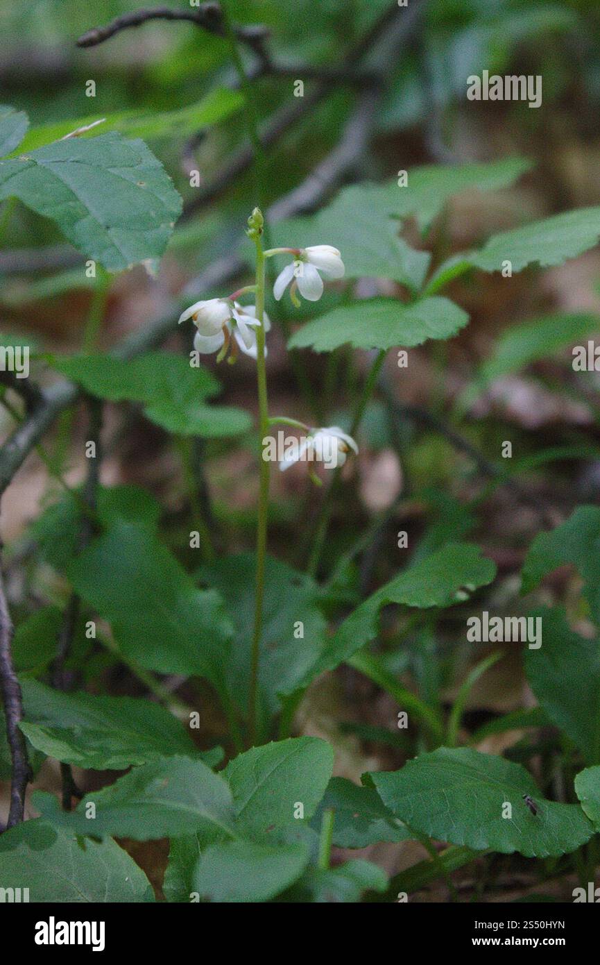 shinleaf (Pyrola elliptica Stock Photo - Alamy