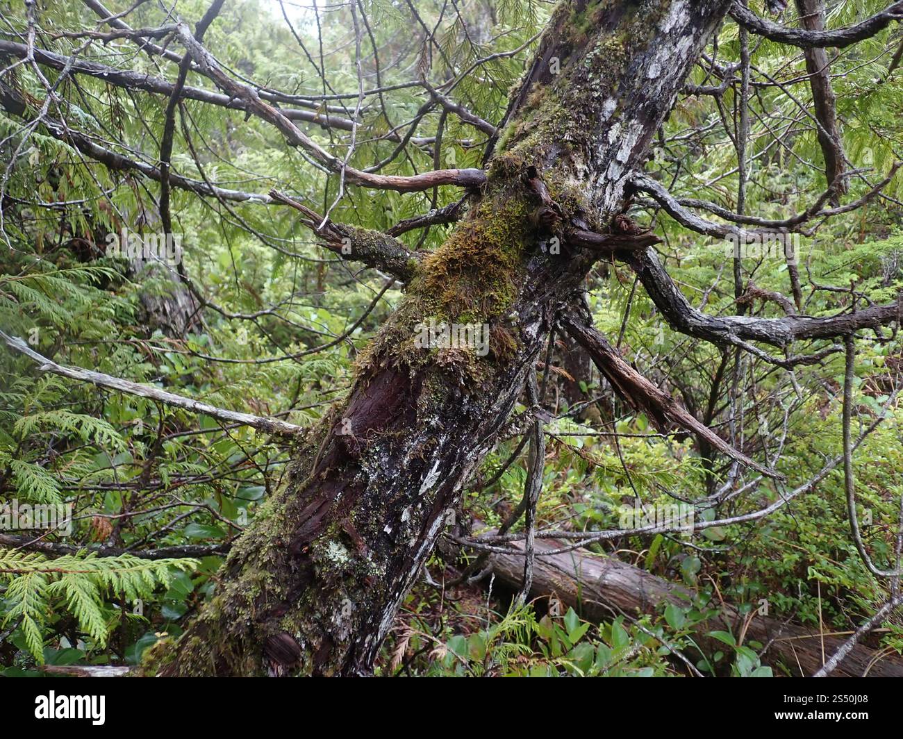 Bent Scissor-leaved Liverwort (Herbertus aduncus Stock Photo - Alamy