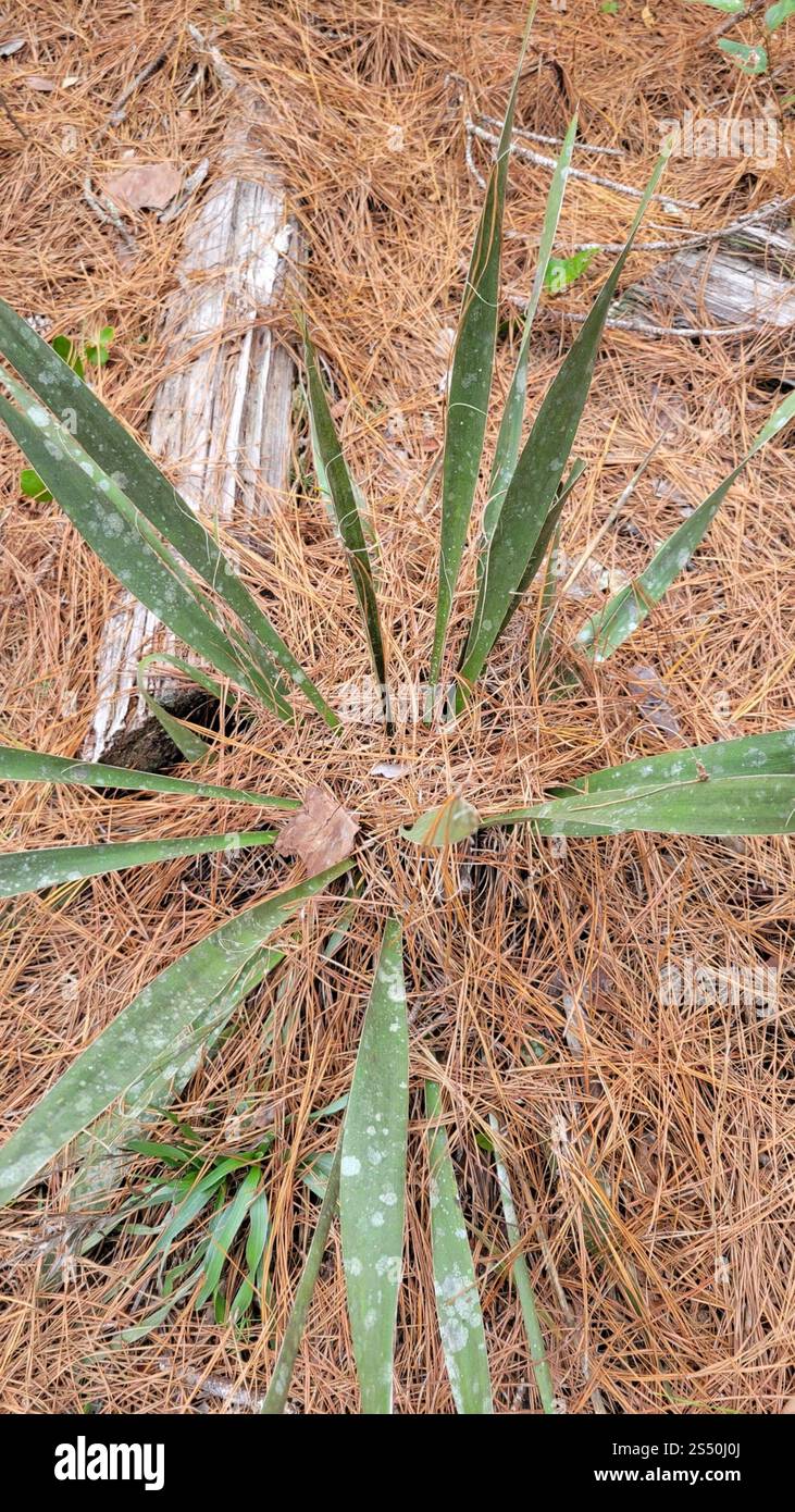 common yucca (Yucca filamentosa Stock Photo - Alamy