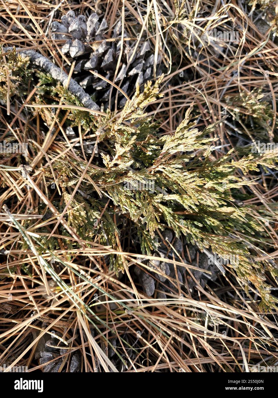 creeping juniper (Juniperus horizontalis Stock Photo - Alamy