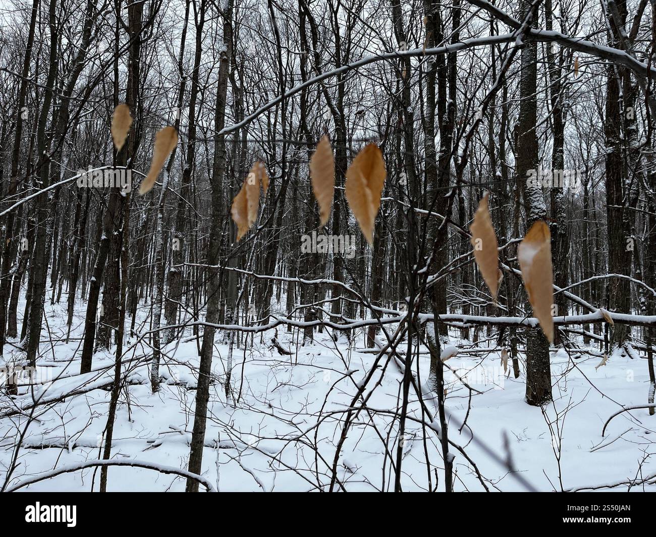Beech Bark Canker Fungus (Neonectria faginata Stock Photo - Alamy
