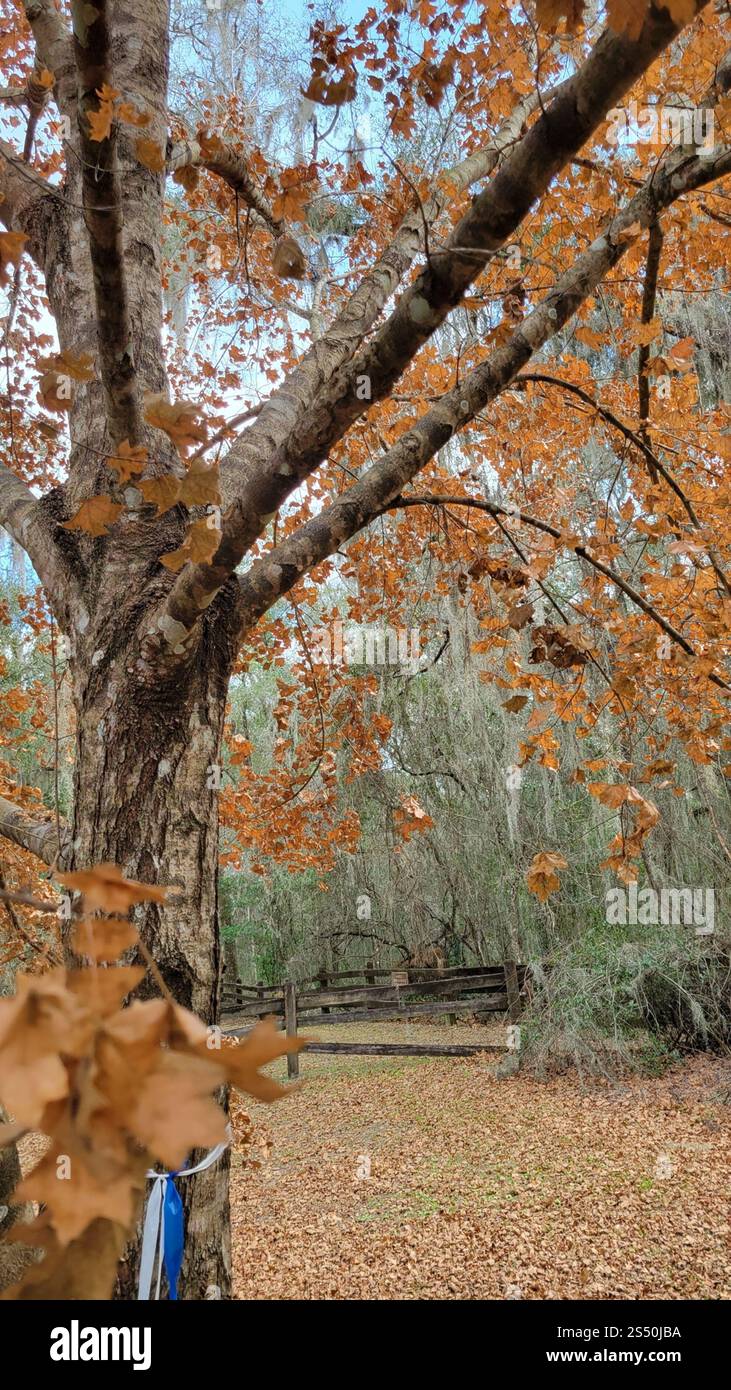 southern sugar maple (Acer floridanum Stock Photo - Alamy