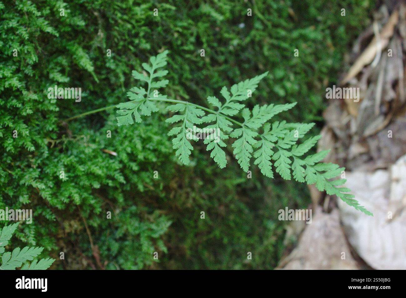 Mackay's Fragile Fern (Cystopteris tenuis Stock Photo - Alamy