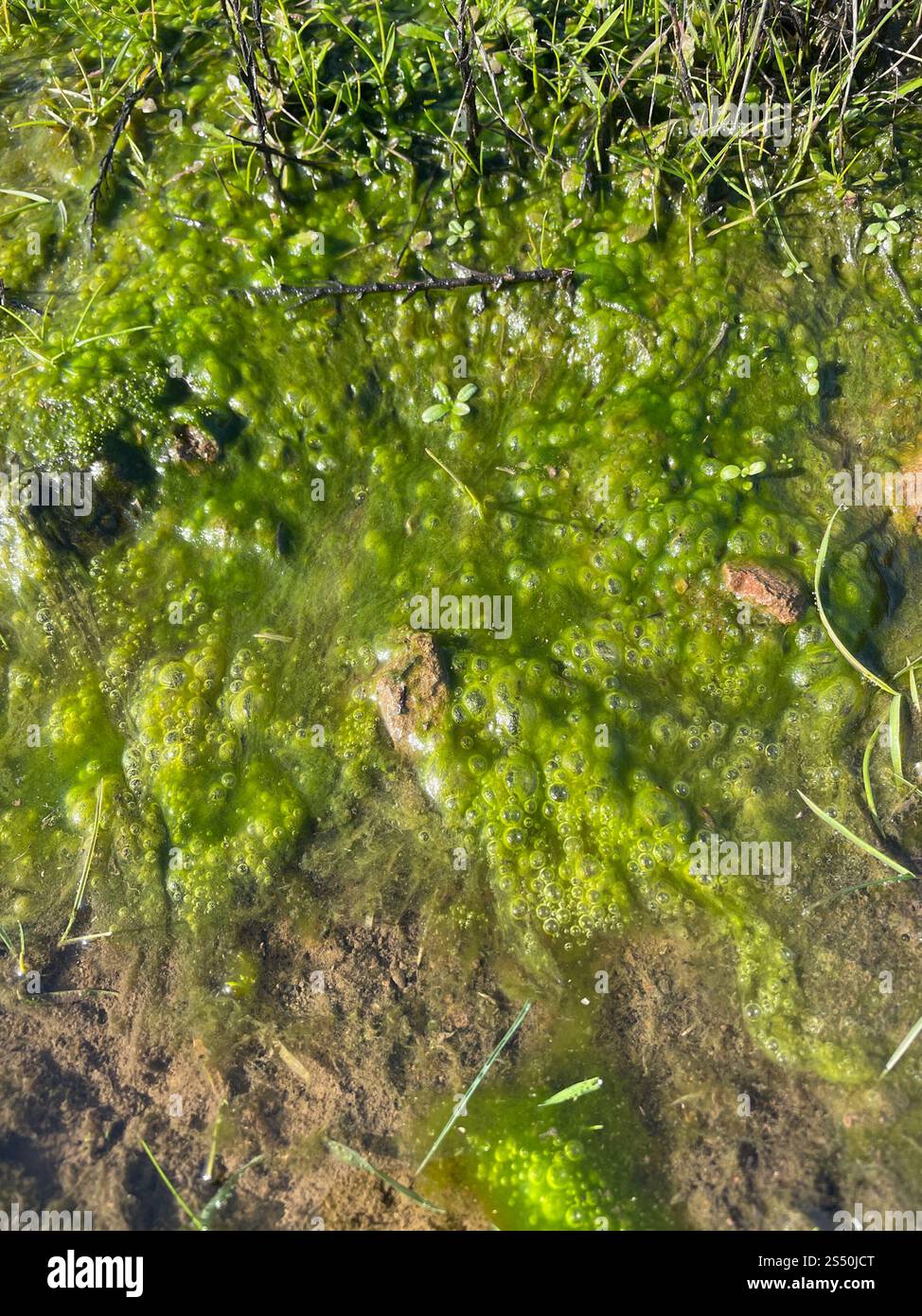 green algae (Chlorophyta Stock Photo - Alamy