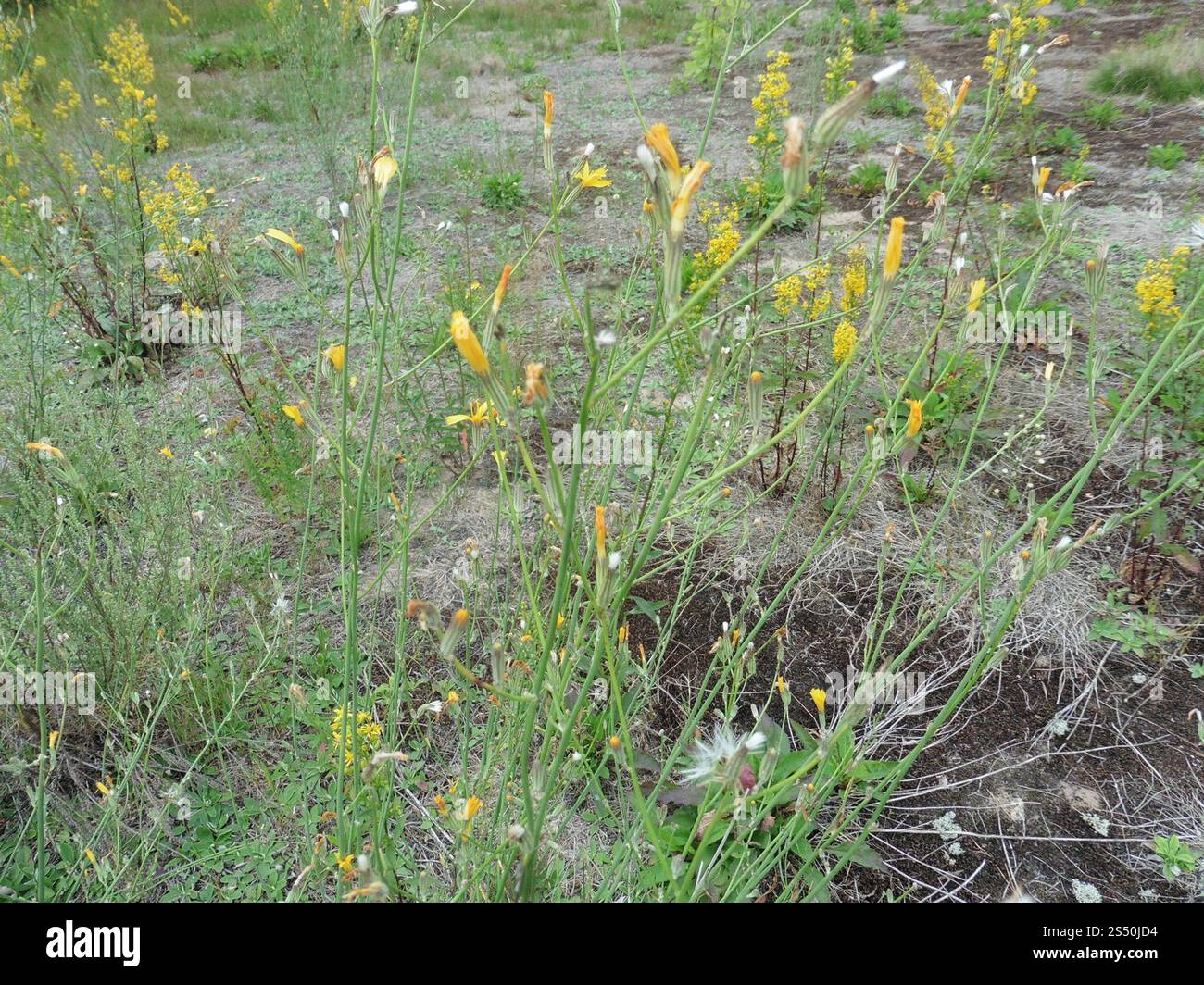 Rush Skeletonweed (Chondrilla juncea Stock Photo - Alamy