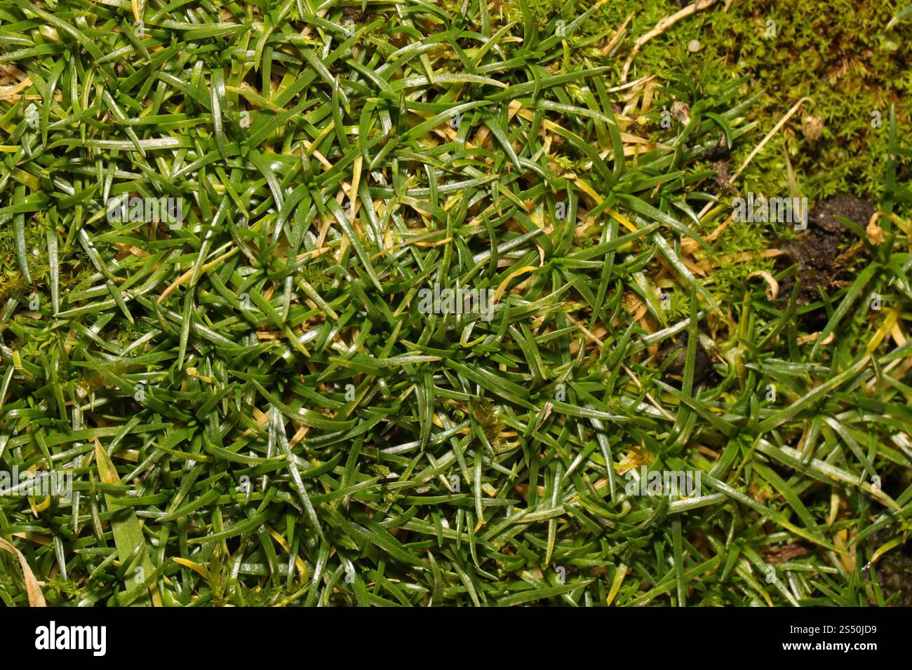 Procumbent Pearlwort (Sagina procumbens Stock Photo - Alamy