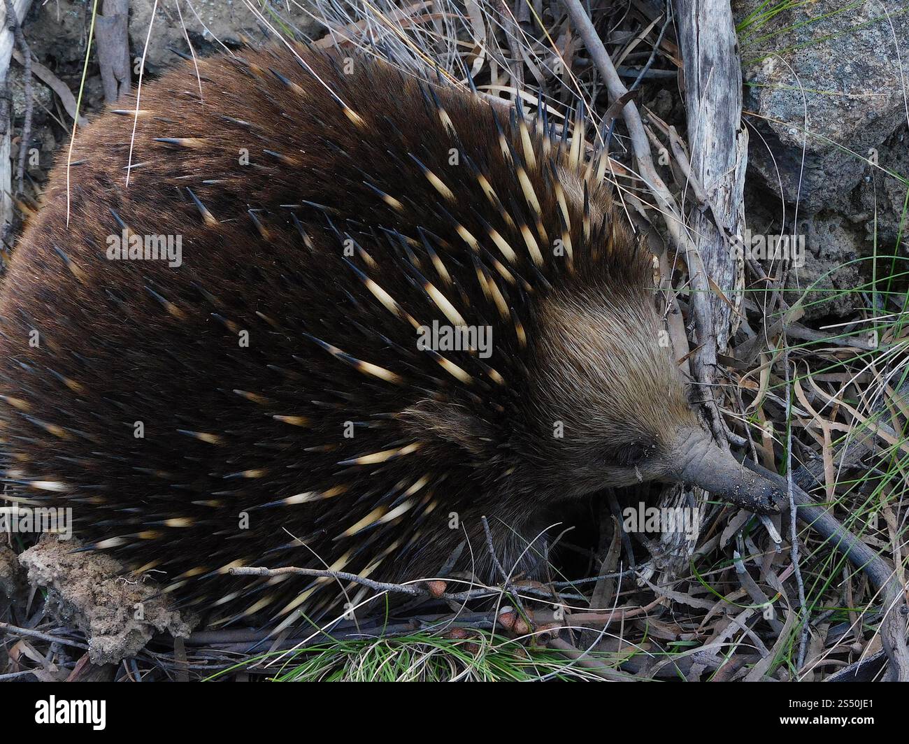 Tasmanian Echidna (Tachyglossus aculeatus setosus Stock Photo - Alamy