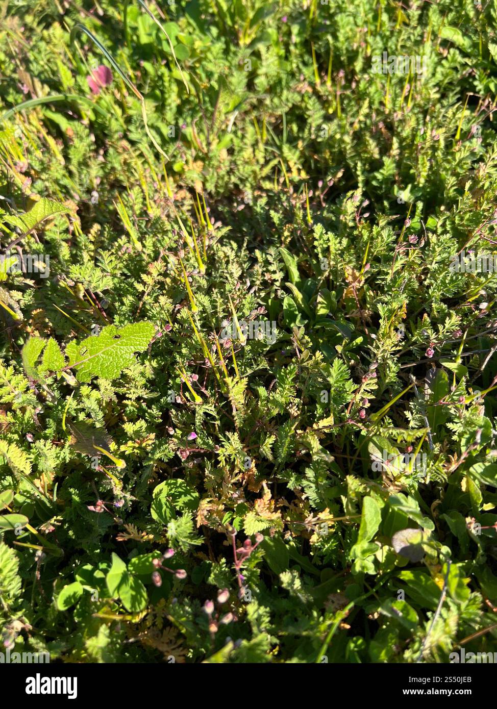 Redstem Stork's-bill (Erodium cicutarium Stock Photo - Alamy